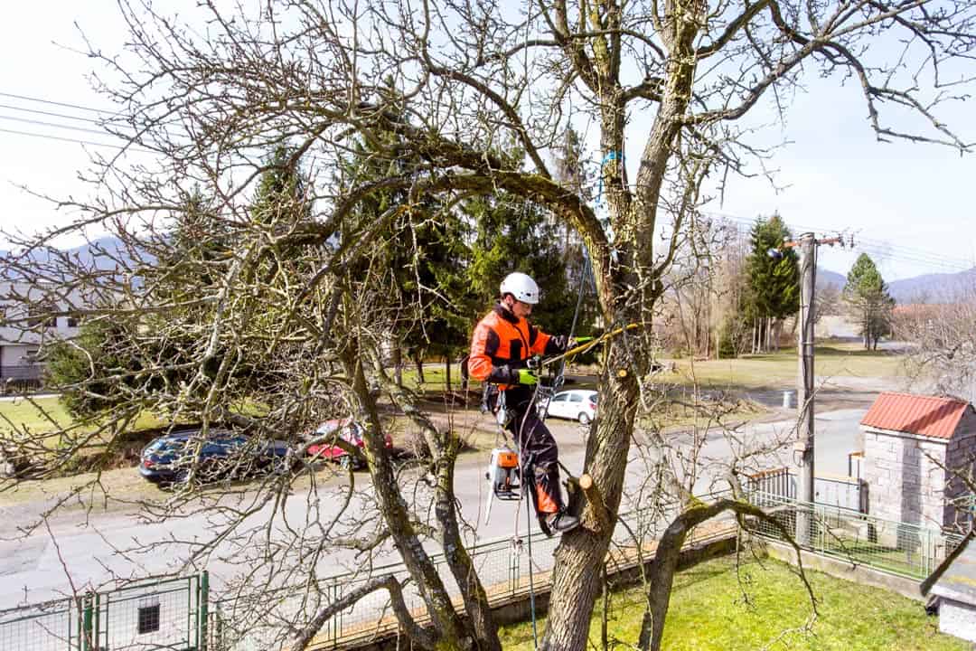 Normandy Park Tree Pruning and Trimming - Green Leaf Tree Service